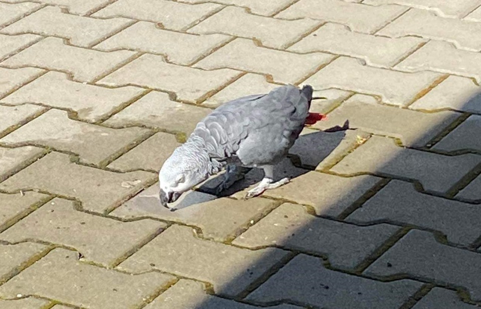 "Koky je doma, moc vám všem děkuji!" vzkazuje šťastná majitelka | Krimi ...